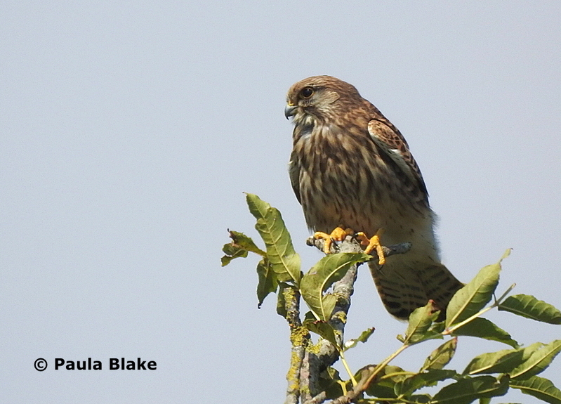 KestrelFemalePCB-044 – Henfield Birdwatch