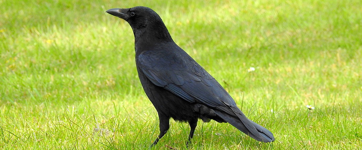 Crow – Paula Blake – Henfield Birdwatch