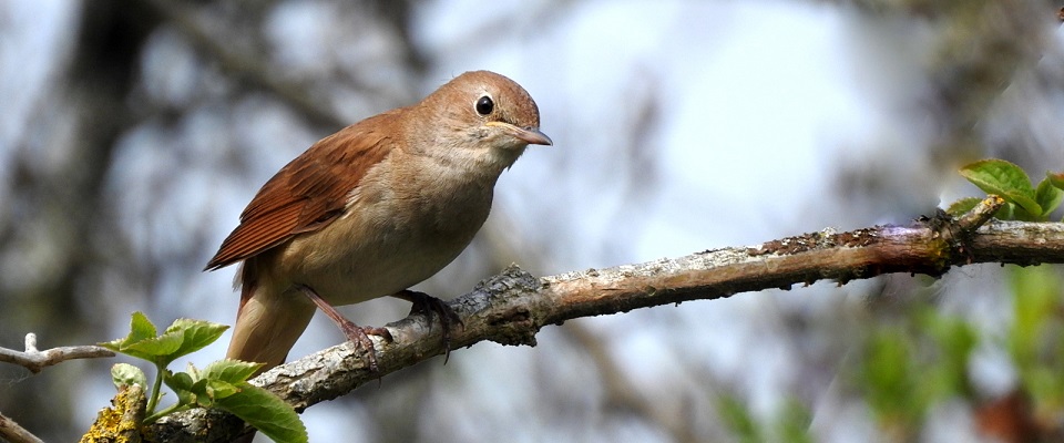Nightingale – Paula Blake – Henfield Birdwatch