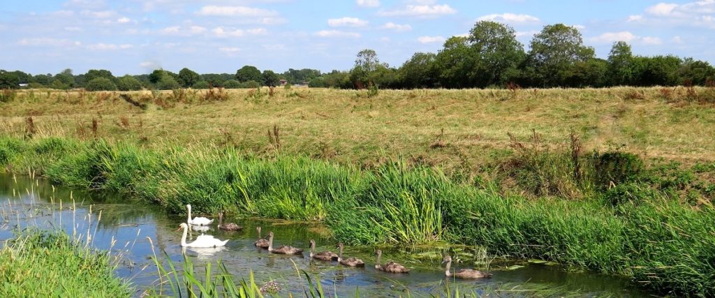 West End Levels – Paula Blake – Henfield Birdwatch