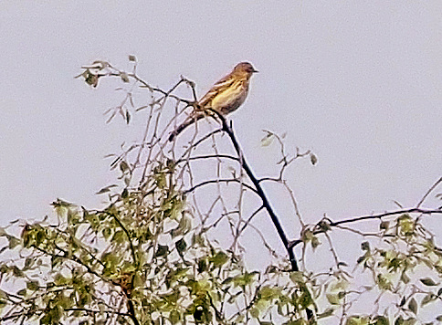 Iping Common and Burton Mill Pond 12th May 2023 – Henfield Birdwatch